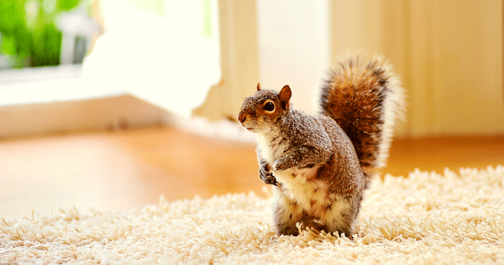 Animals in the Attic...Walls and Basement
