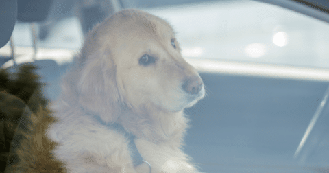 8 Myths You Need to Know About Hot Cars