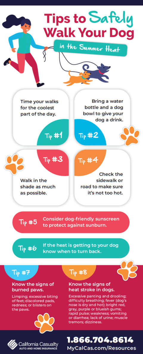 Tips to Safely Walk Your Dog in the Summer Heat | California Casualty